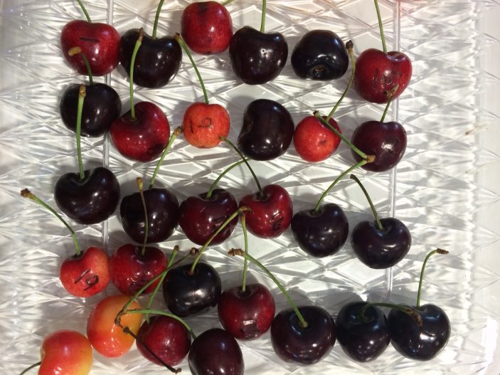 Brix as a Metric of Fruit Maturity - Felix Instruments