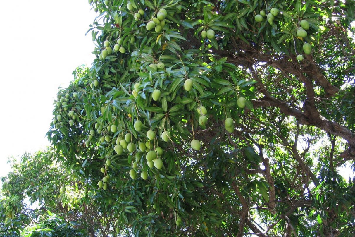 Using Dry Matter as a Measure of Maturity & Quality in Mangos - Felix ...