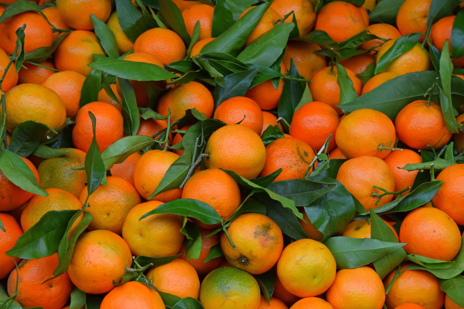 Vis-NIR Spectroscopy for Mandarins - Felix Instruments