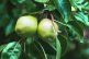 Pears and Pruning: Non-Destructive Dry Matter Measurement in Pears ...