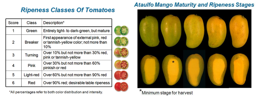 The 5 Most Important Parameters in Produce Quality Control - Felix ...