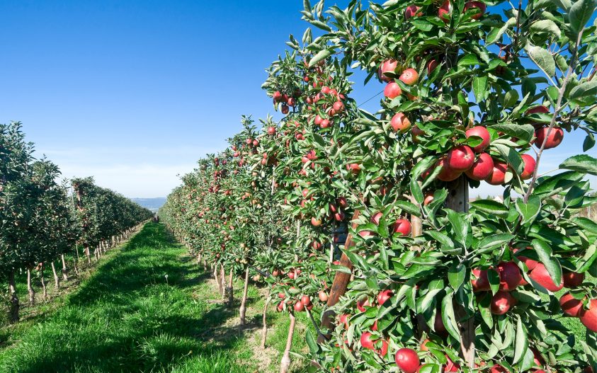 Fruit Respiration Impact on Fruit Quality - Felix Instruments