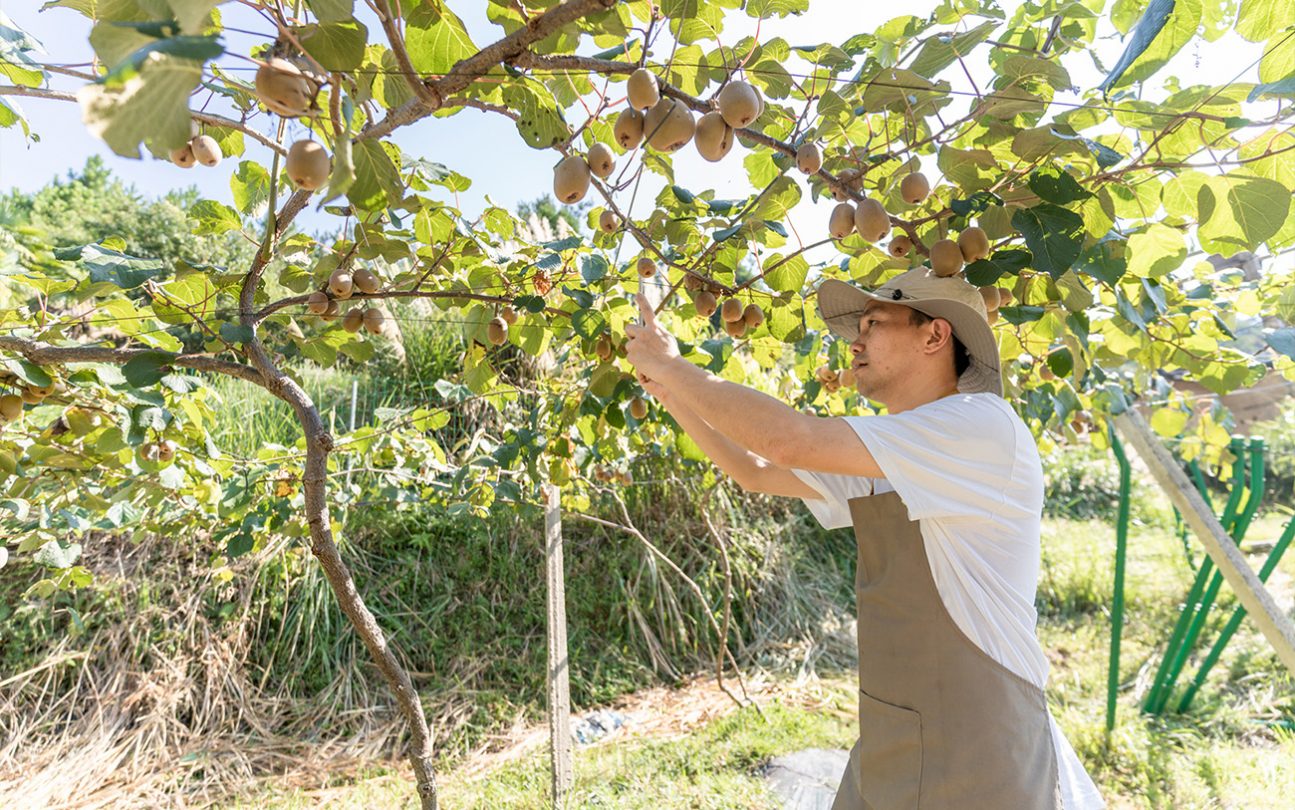 The Impact Transpiration Has on Fruit Quality - Felix Instruments