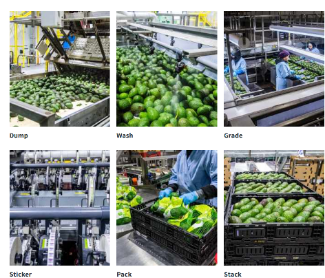 Improving Avocado Quality - Felix Instruments