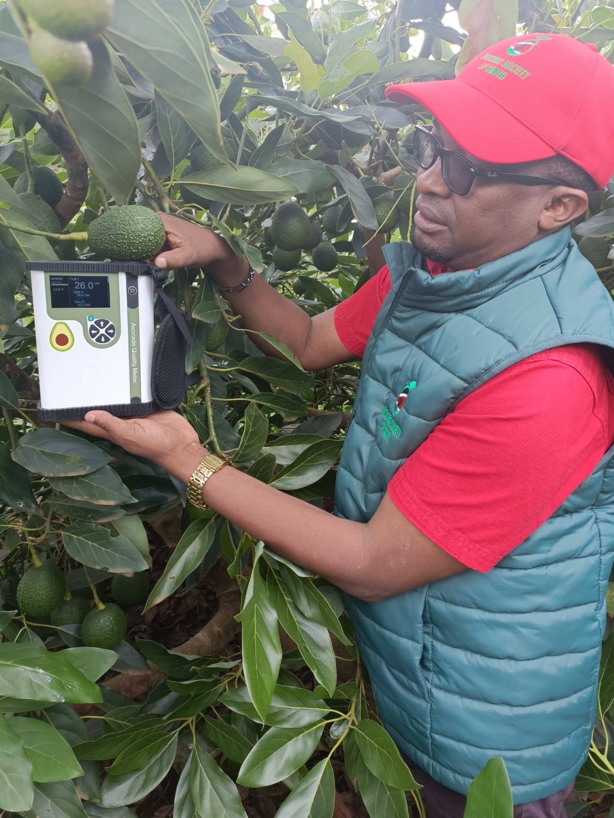 Empowering Small-Scale Farmers: The Avocado Society of Kenya's Innovative Approaches - Felix ...