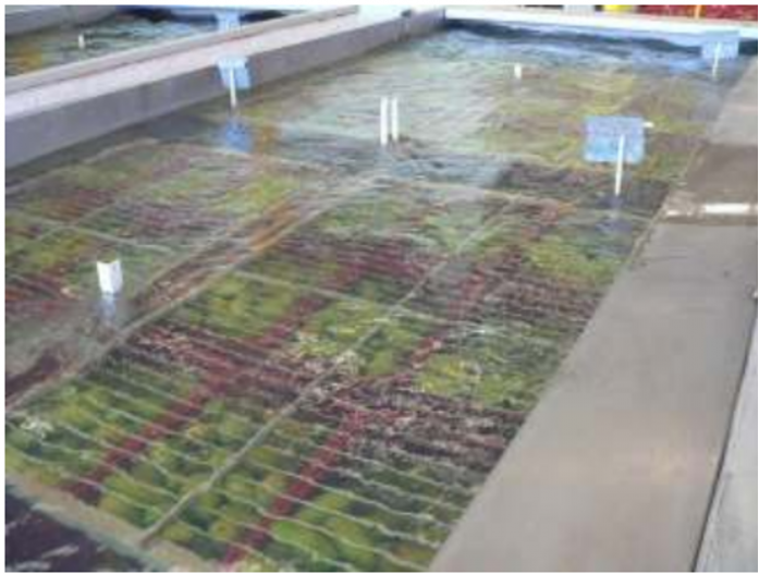 Improving Mango Quality - Felix Instruments