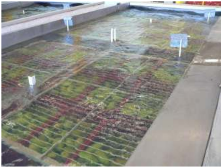 Improving Mango Quality - Felix Instruments