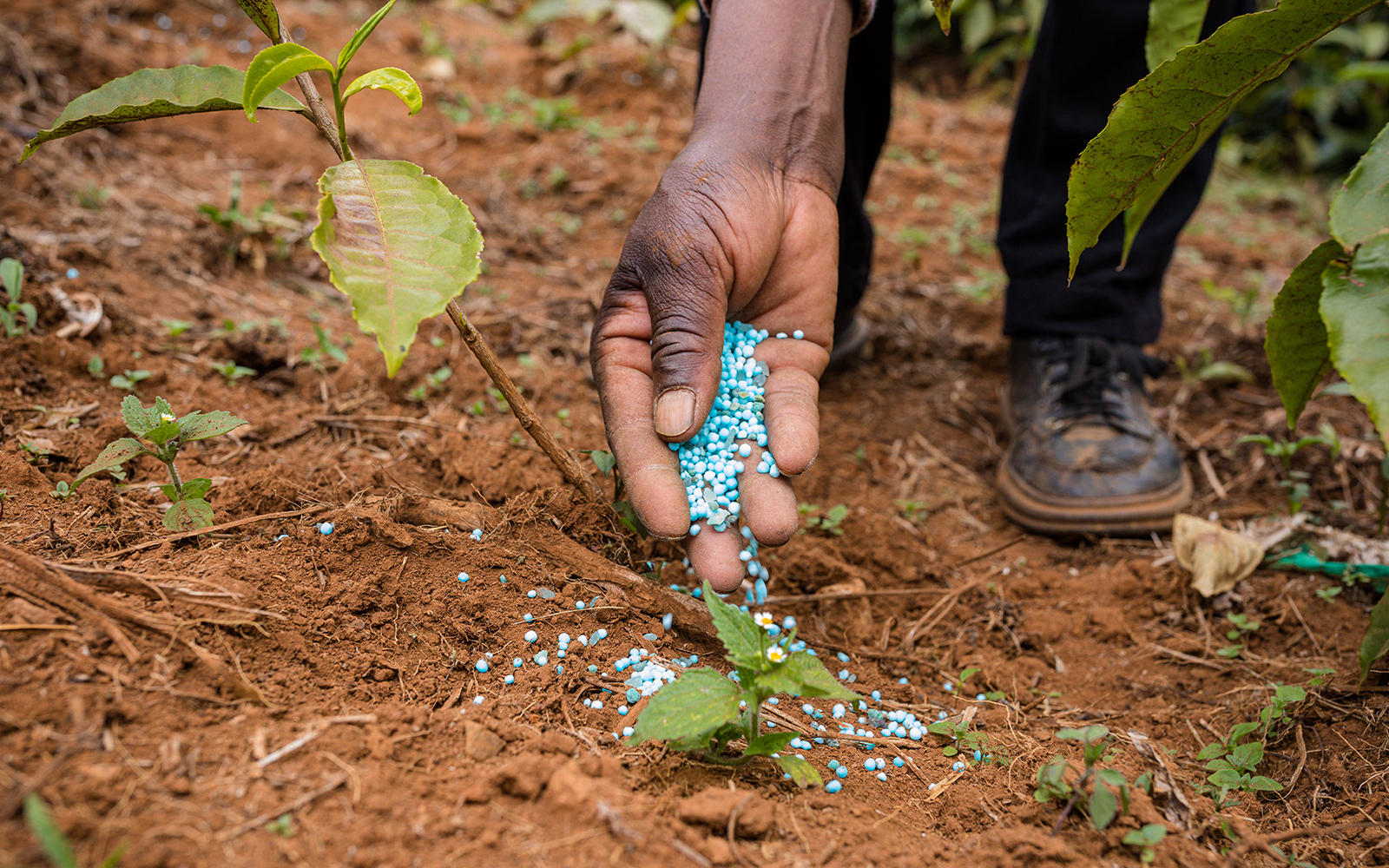 Navigating Agtech: Expert Responses to 10 Common Questions About the ...