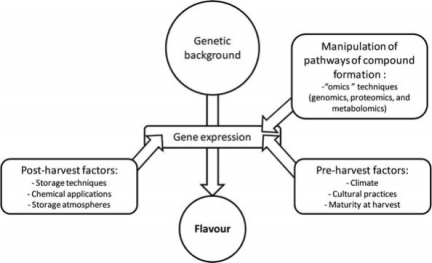 What is Fruit Flavor, and How to Measure it - Felix Instruments