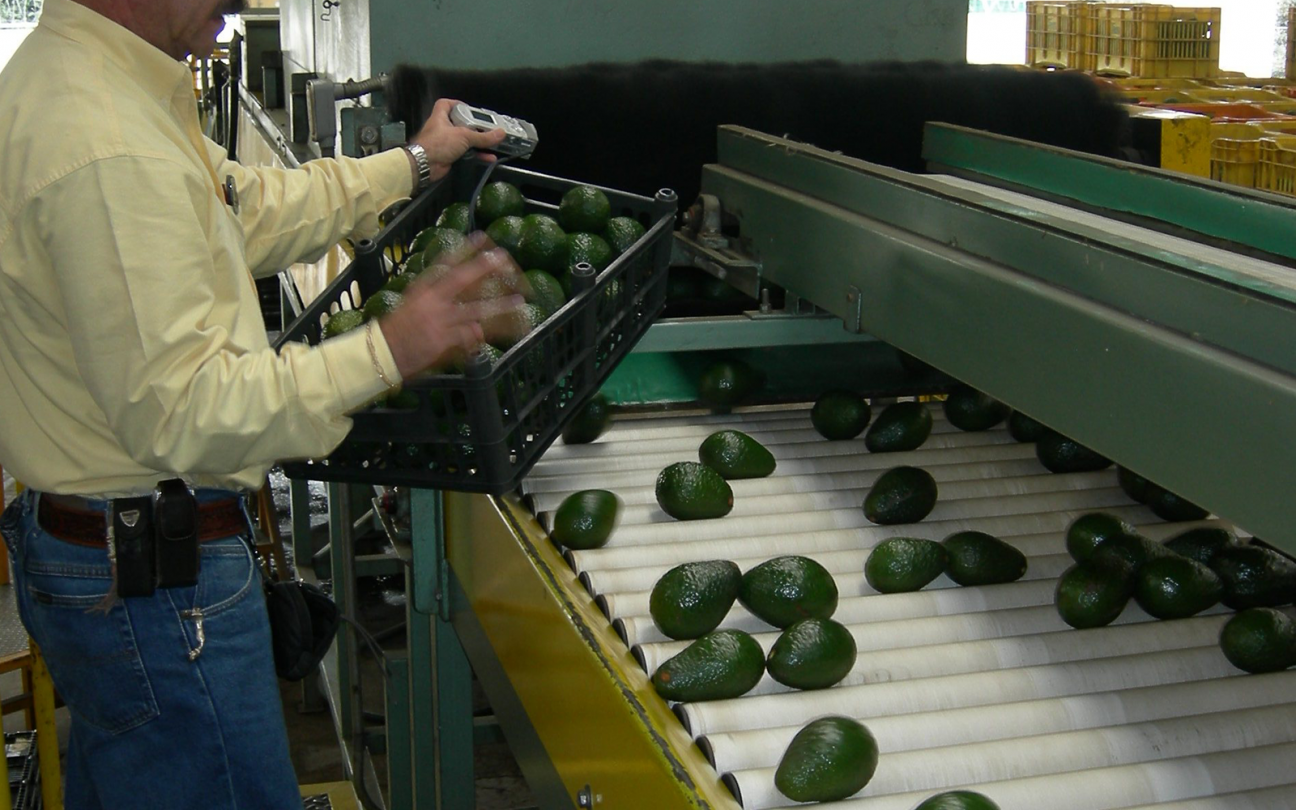Mastering Kenyan Avocado Farming: A Comprehensive 6-Question Guide ...