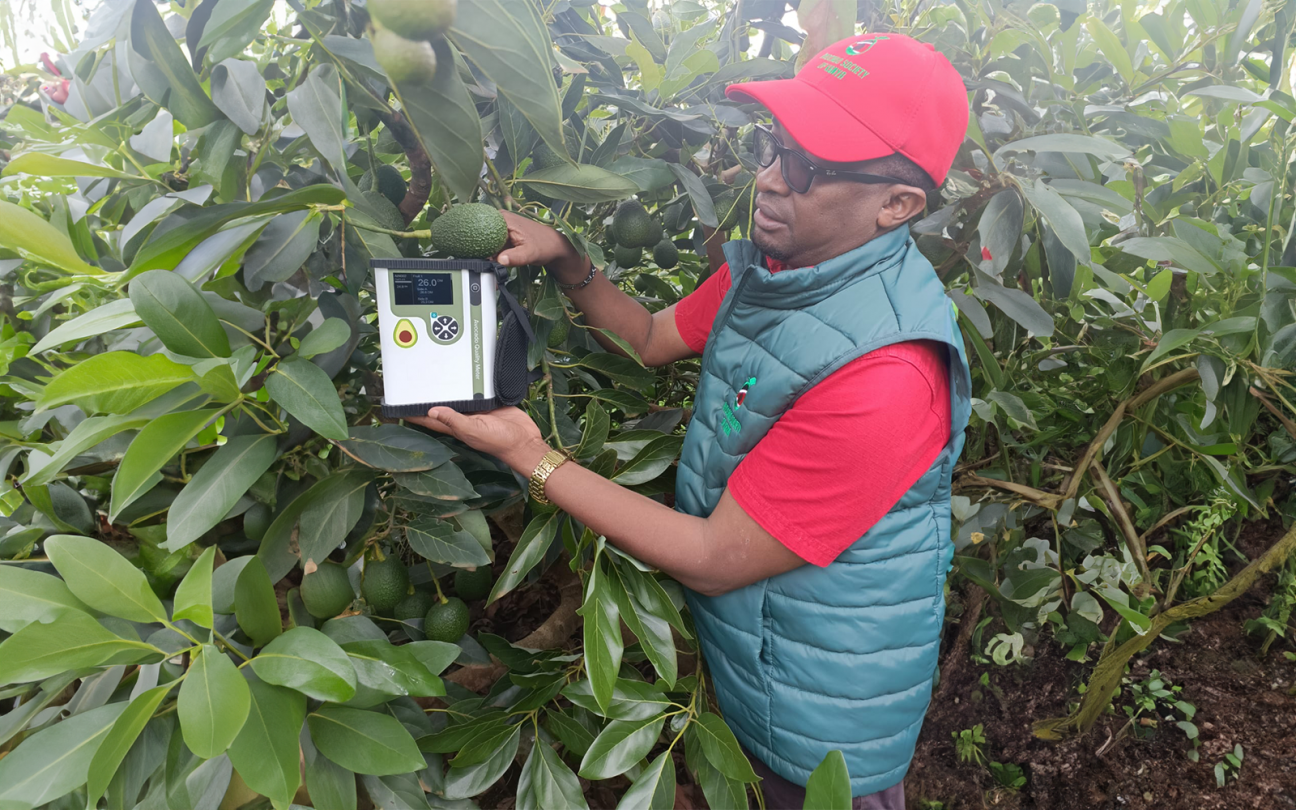 Mastering Kenyan Avocado Farming: A Comprehensive 6-Question Guide ...