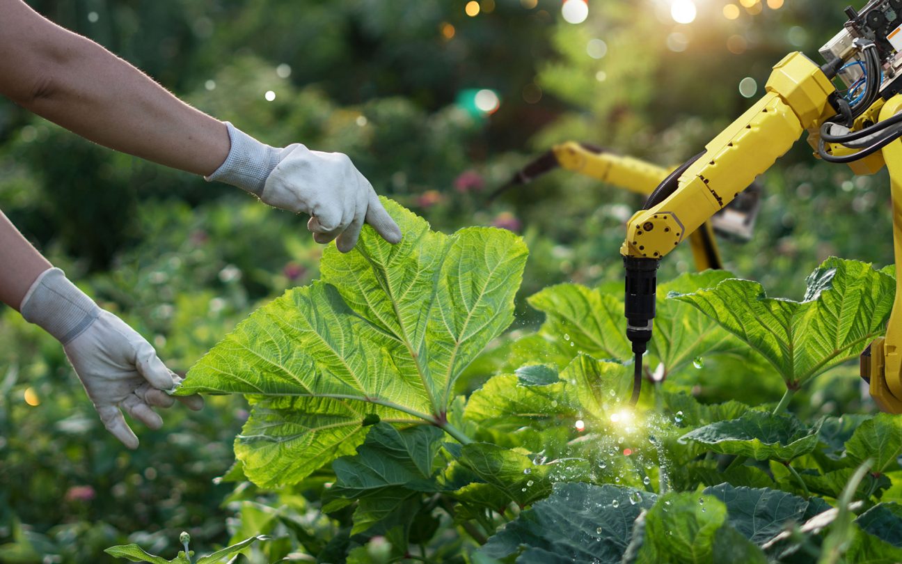 Why Color Remains an Important Fruit Maturity Index - Felix Instruments