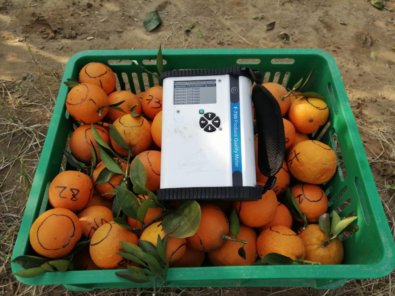 Sweetness Predicted: AI Revolutionizes Citrus Fruit Quality Assessment ...