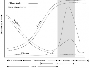 Fruit Respiration Impact on Fruit Quality - Felix Instruments