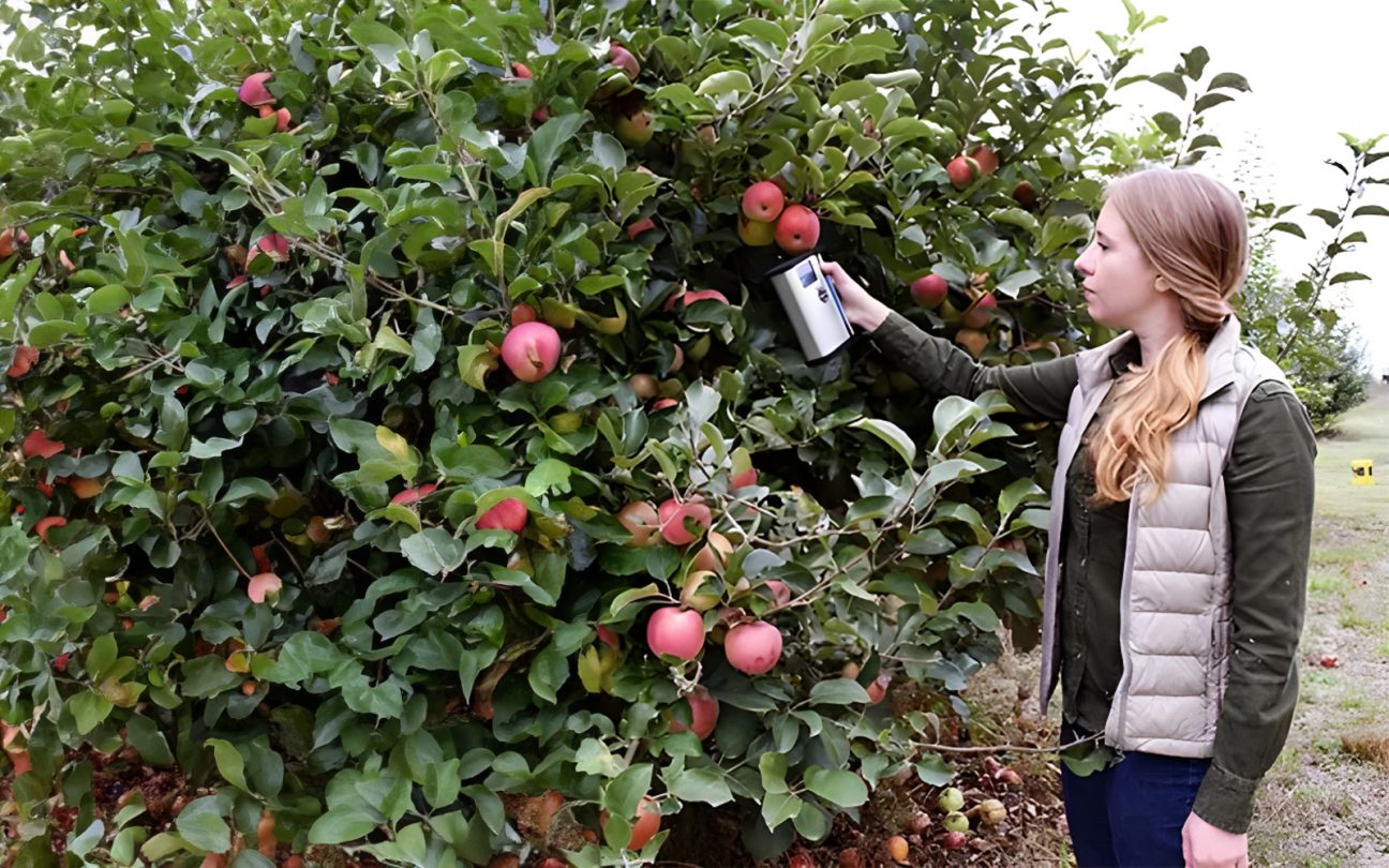 Advances in Non Destructive Apple Quality Prediction - Felix Instruments