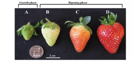 Why Color Remains an Important Fruit Maturity Index - Felix Instruments