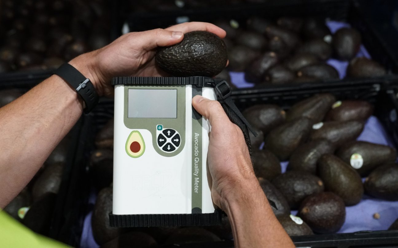Enhancing Avocado Quality: Insights and Techniques