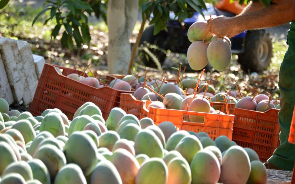 How to Improve Mango Quality: Latest Research Findings from 2023