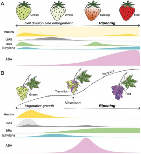 Postharvest Technology for Non-Climacteric Fruits: Best Practices