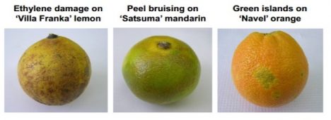 How Degreening of Citrus Fruits Enhances Appearance and Quality
