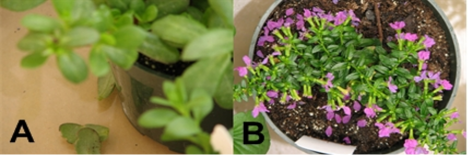 The Effects of Ethylene on Flower Quality Impact Floriculture