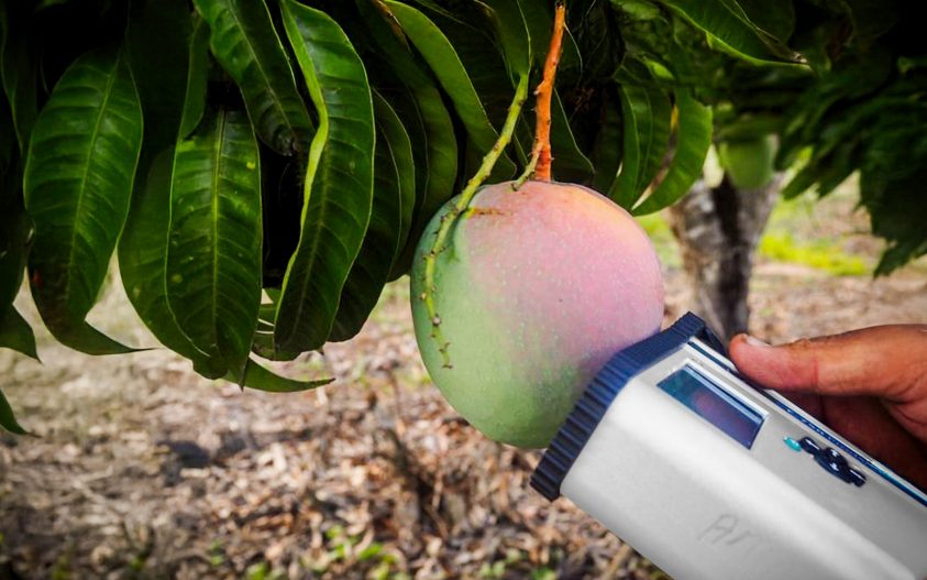 How to Use Mango Harvest Maturity Indices to Improve Quality