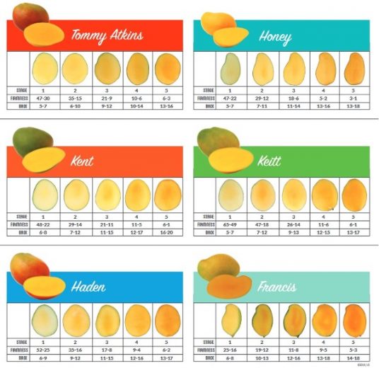 How to Use Mango Harvest Maturity Indices to Improve Quality