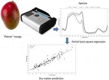 How to Use Mango Harvest Maturity Indices to Improve Quality