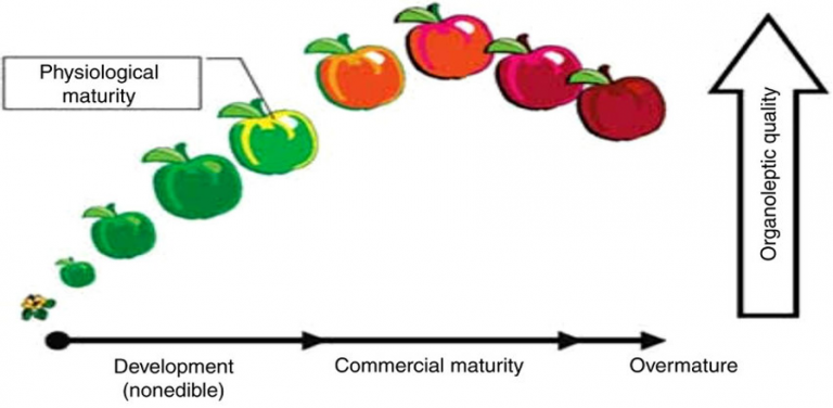 What are Harvest Maturity Indices? Why are they Important?