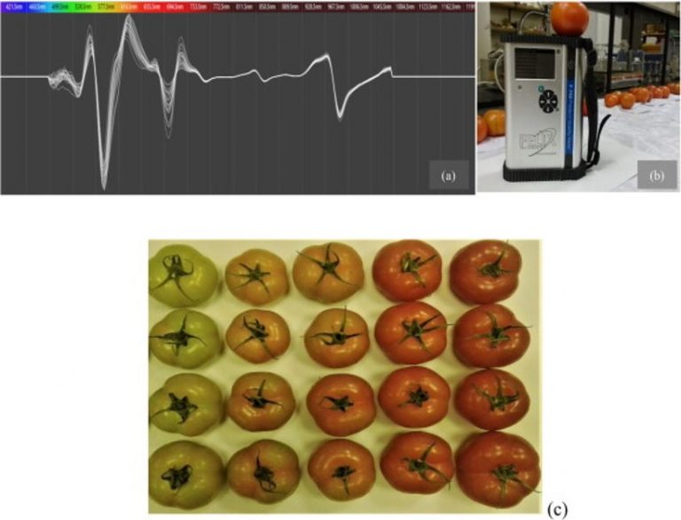 What Are Tomato Harvest Maturity Indices and Are They Crucial?