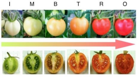 What Are Tomato Harvest Maturity Indices and Are They Crucial?