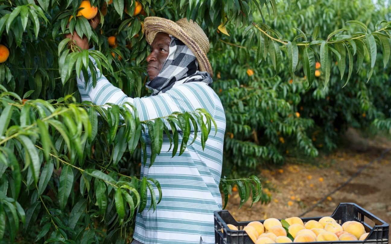 How Peach Maturity Indices Impact Quality and Harvest Timing