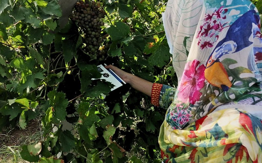 What Grape Harvest Maturity Index Determines Harvest Time?