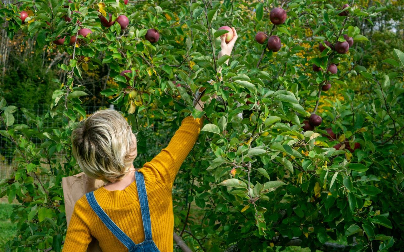 What Is The Best Apple Harvest Maturity Index?