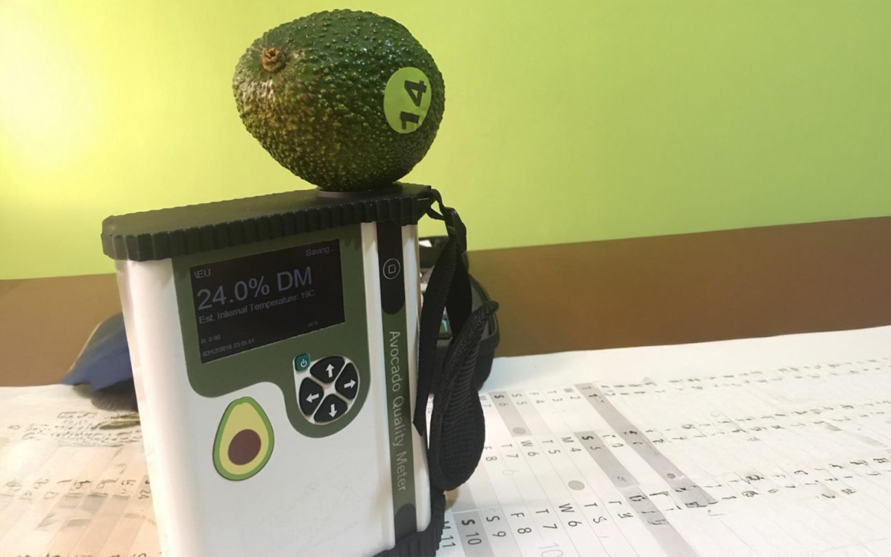 How to Determine the Right Avocado Harvest Maturity Index