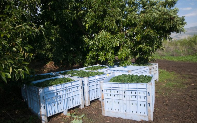 What is the Avocado Harvest Maturity Index?