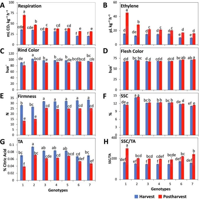 What Are the Best Melon Harvest Maturity Indices?