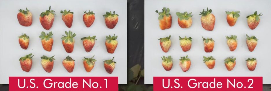 What are the Harvest Maturity Indices for Strawberries