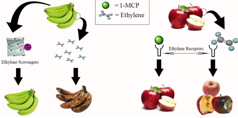 Why Is Ethylene Monitoring Crucial in Produce Storage?