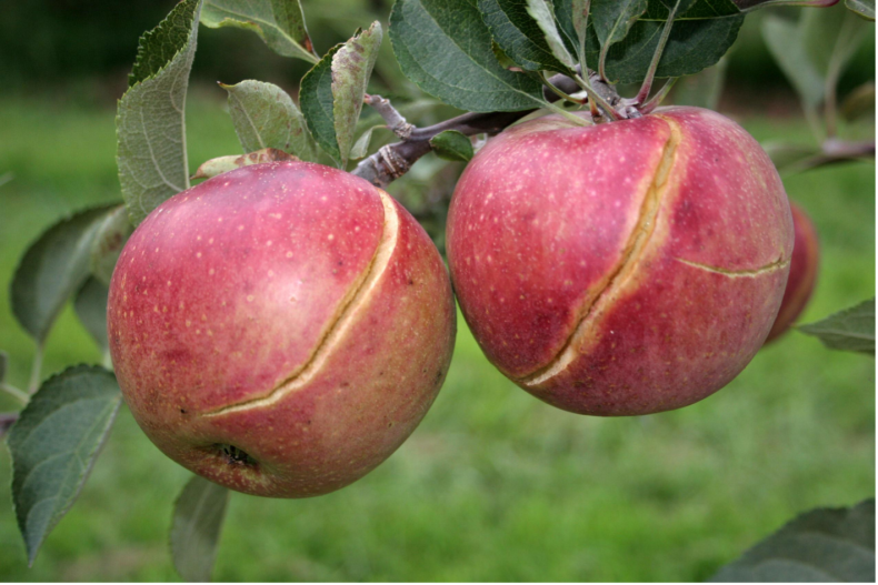 What Are the Most Common Apple Quality Issues and How Can They Be ...